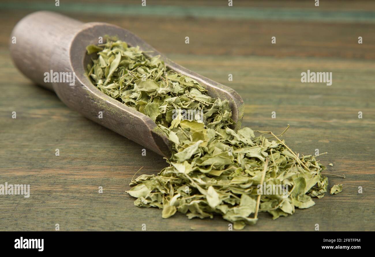 Moringa nutritional plant - Moringa oleifera Stock Photo - Alamy