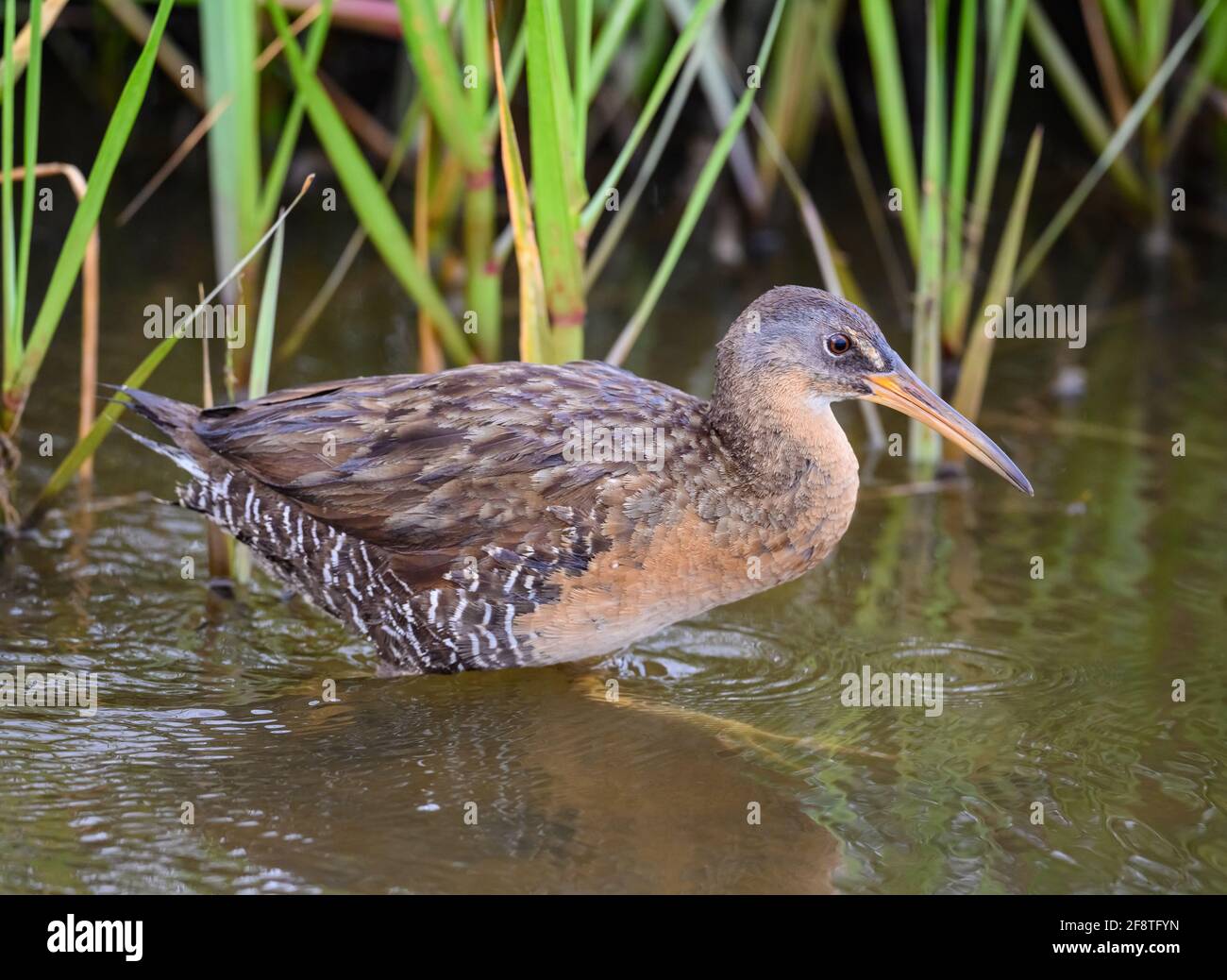 A Clapper Rail (Rallus crepitans) foraging in its habitat. Galveston ...