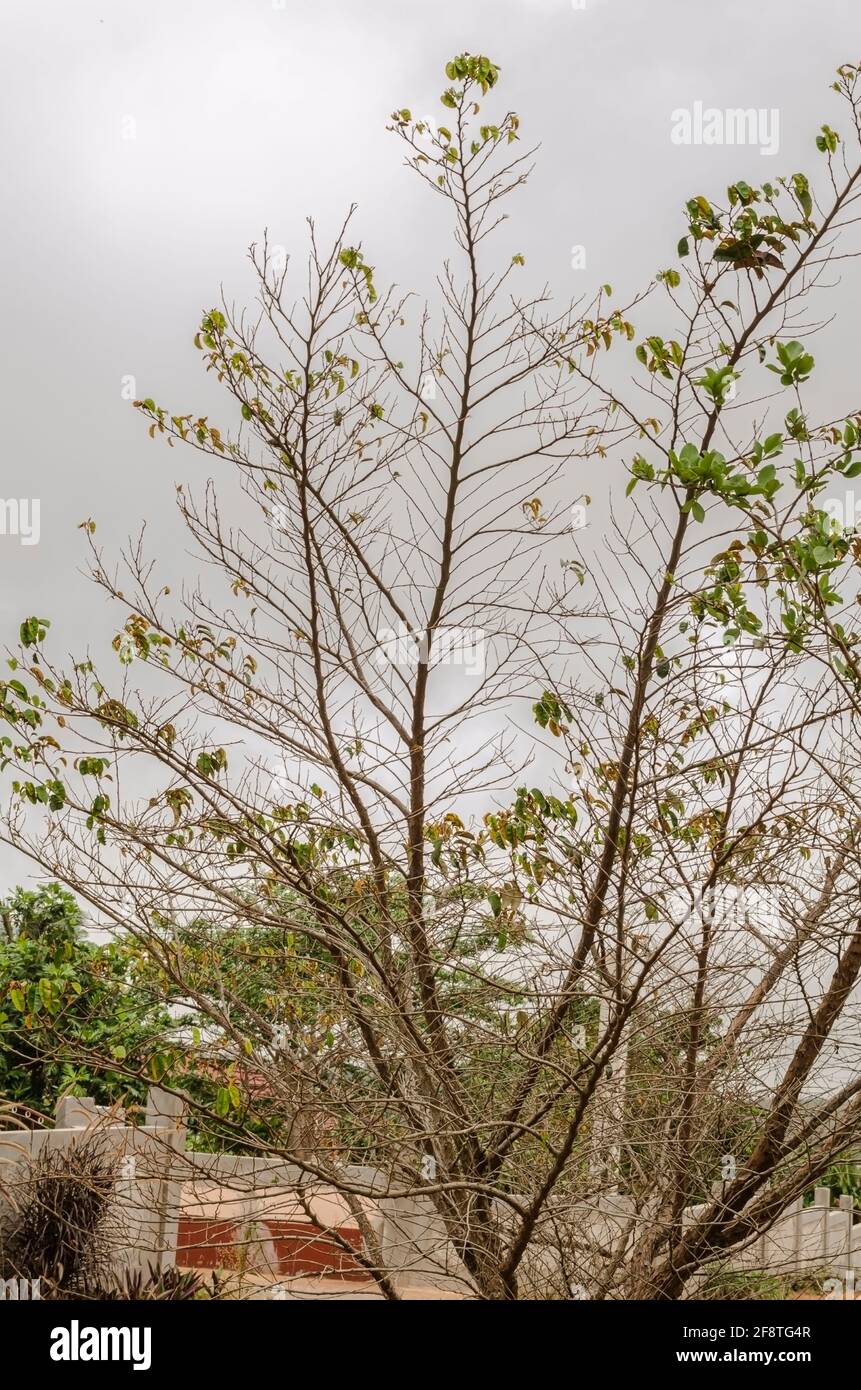 Kaimito Pictures Of Leaves