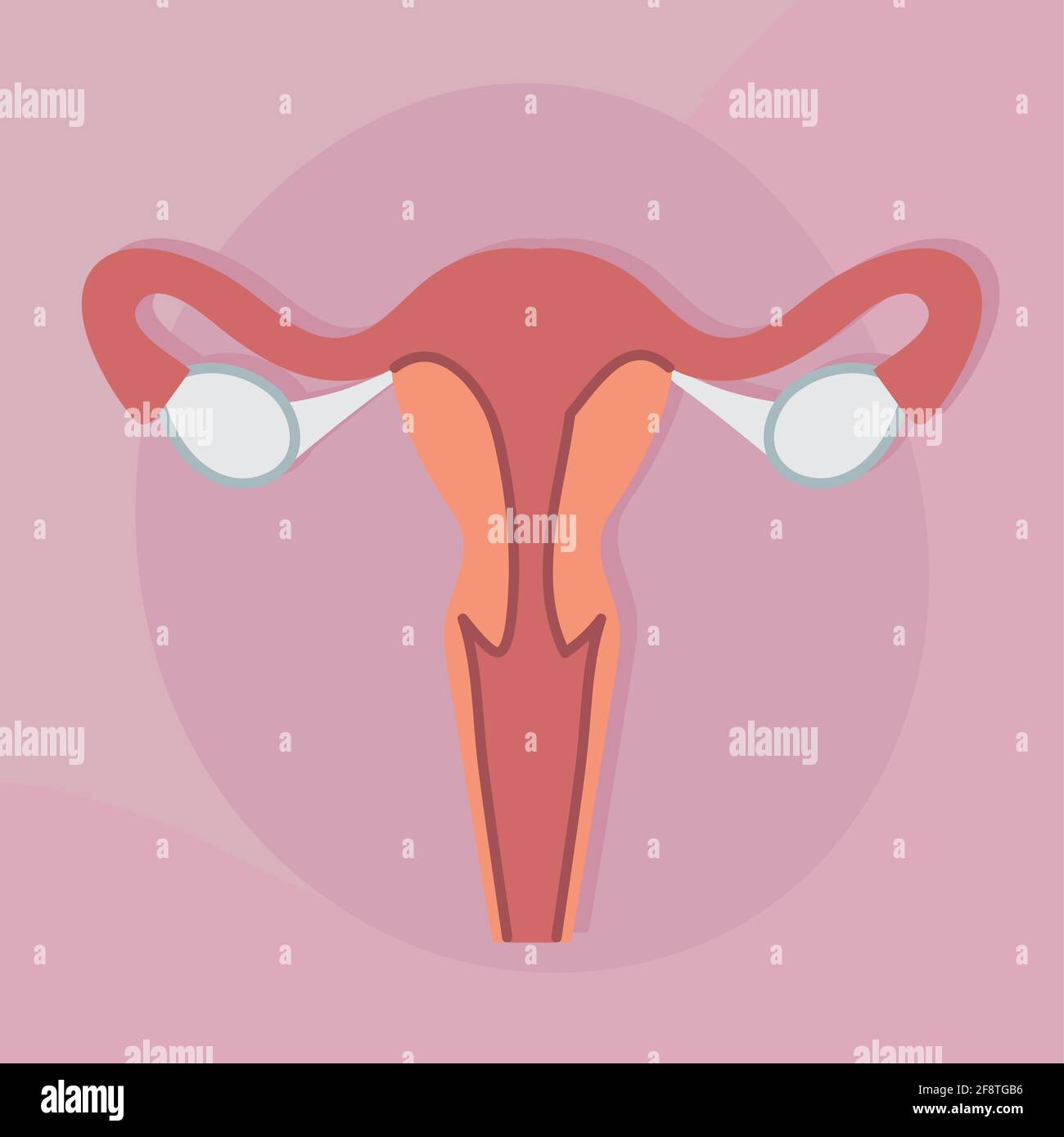 Female Reproductive System Stock Vector Image And Art Alamy
