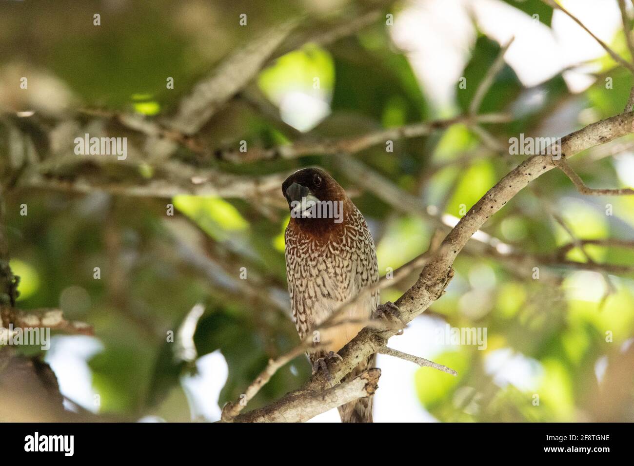 Male Spice Finch bird Lonchura punctulate in a tree in India Stock ...