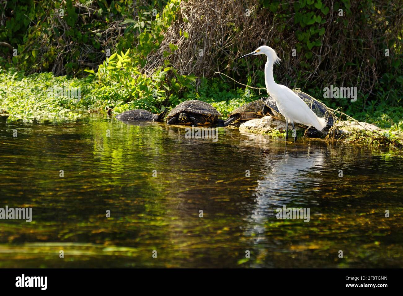 Toothless reptiles hi-res stock photography and images - Alamy
