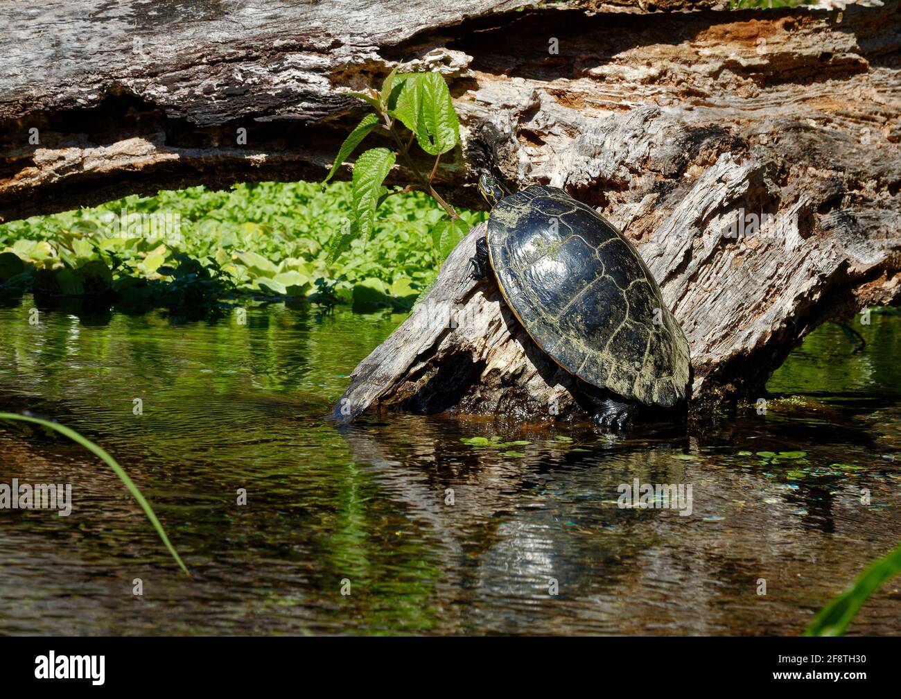 turtle, clinging to log, sunning, marine wildlife, animal, toothless ...