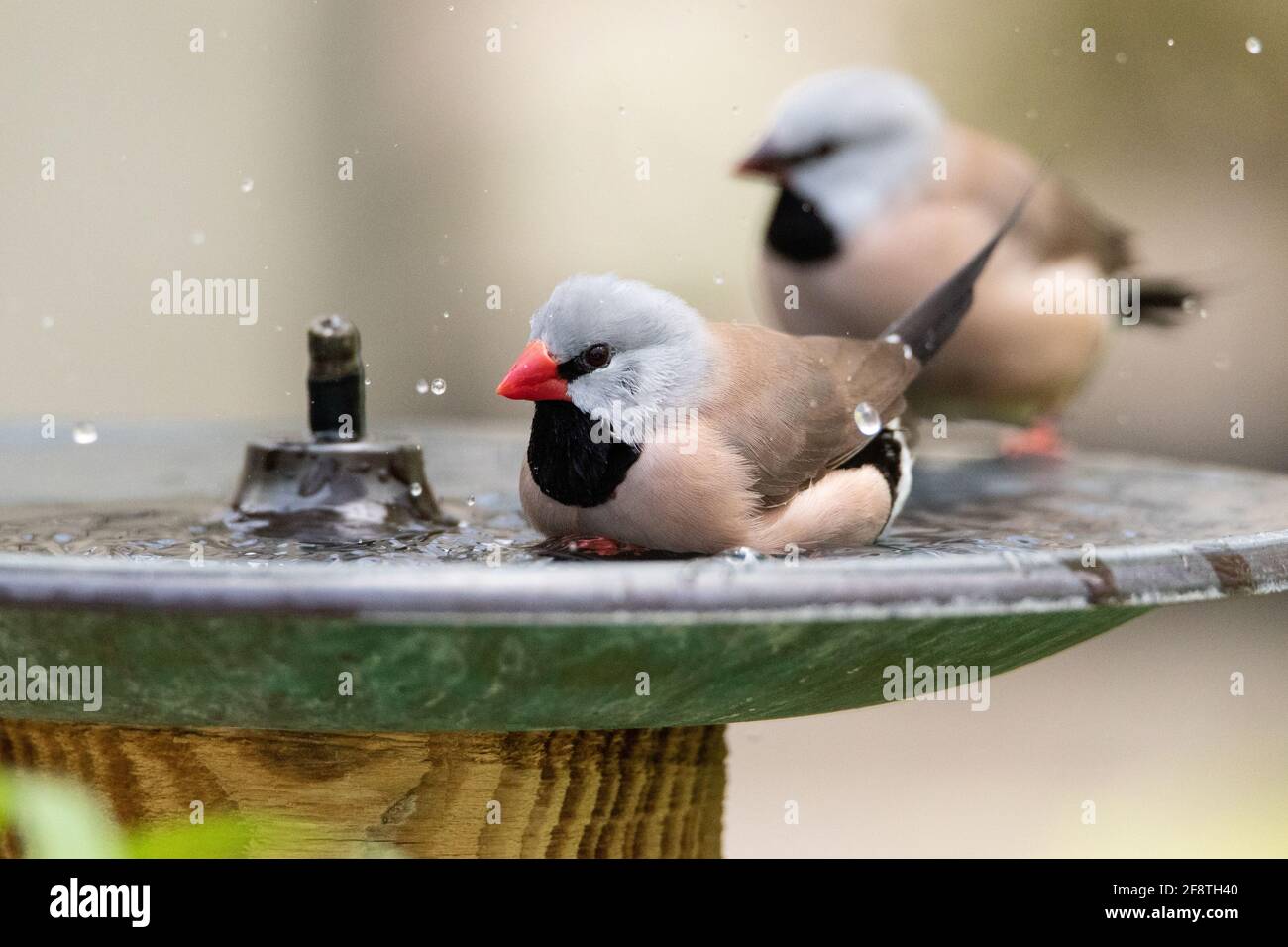 Bathing in a birdbath, a Long tailed finch bird Poephila acuticauda ...