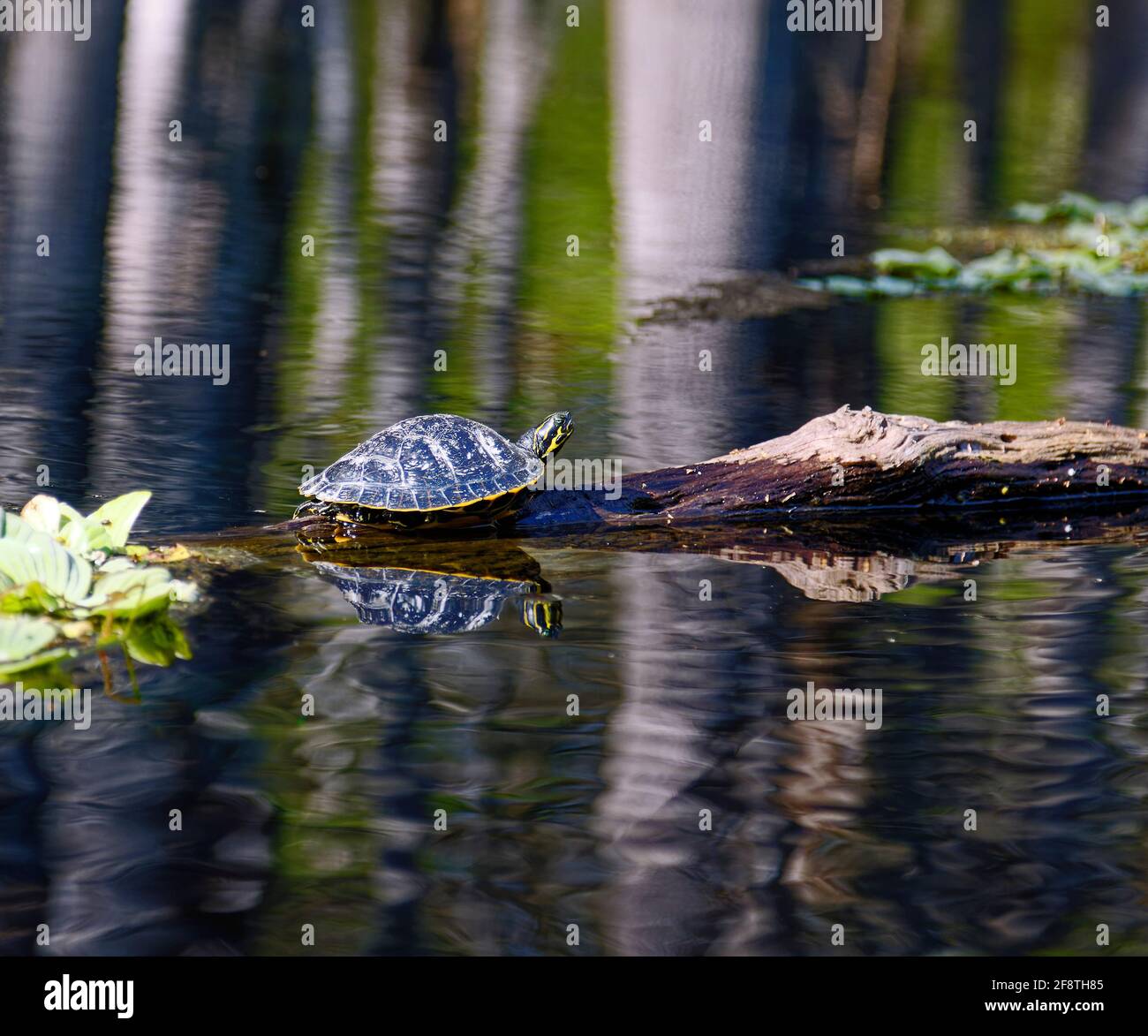 Toothless Animal High Resolution Stock Photography and Images - Alamy