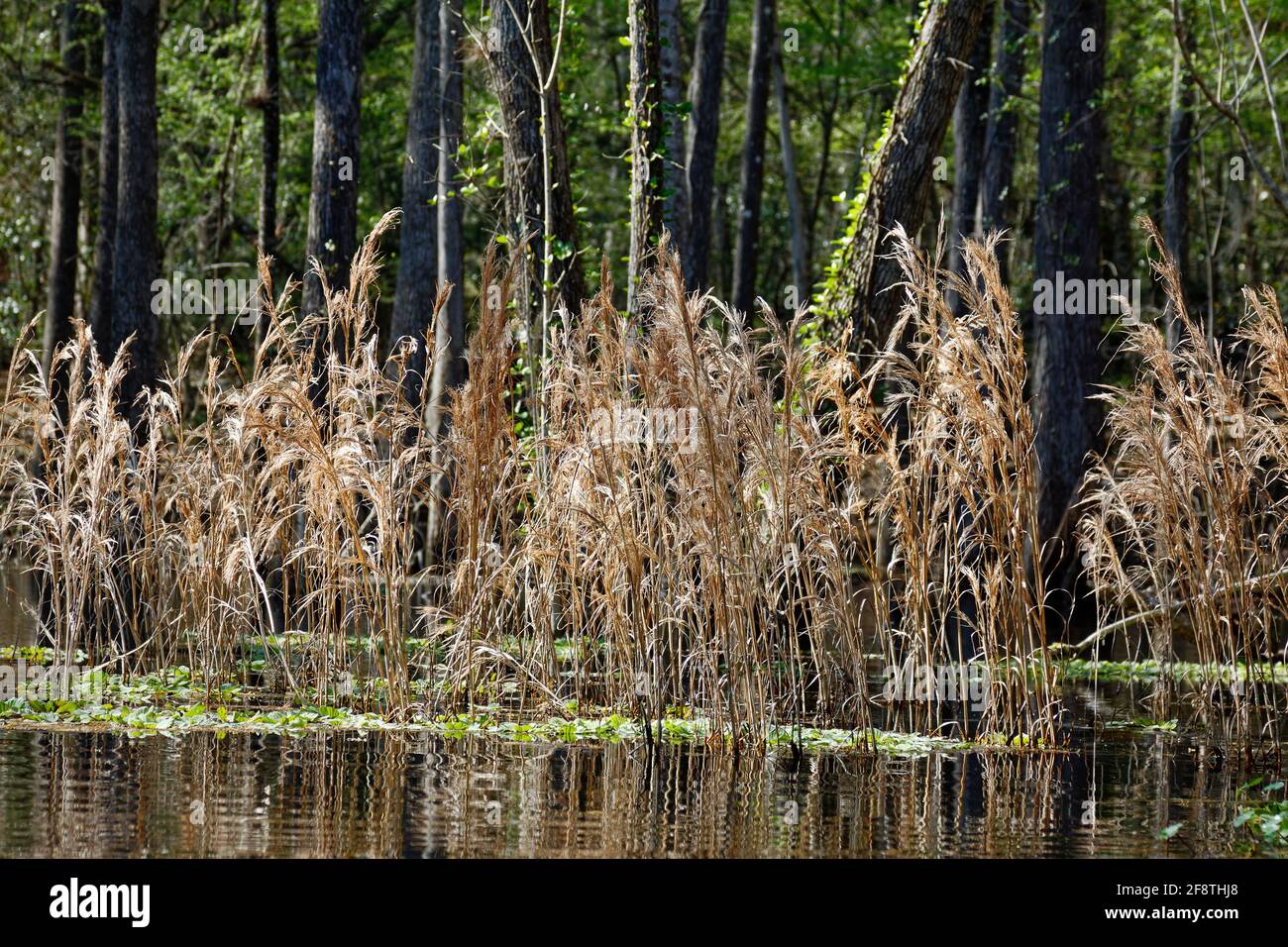 tall tan grass, growing in water's edge, feathery plumes, nature ...