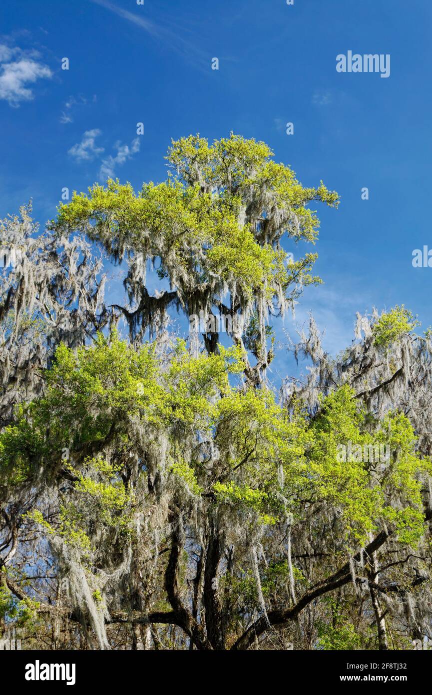 tree, spring green leaves, new growth, Spanish moss hanging, epiphyte ...