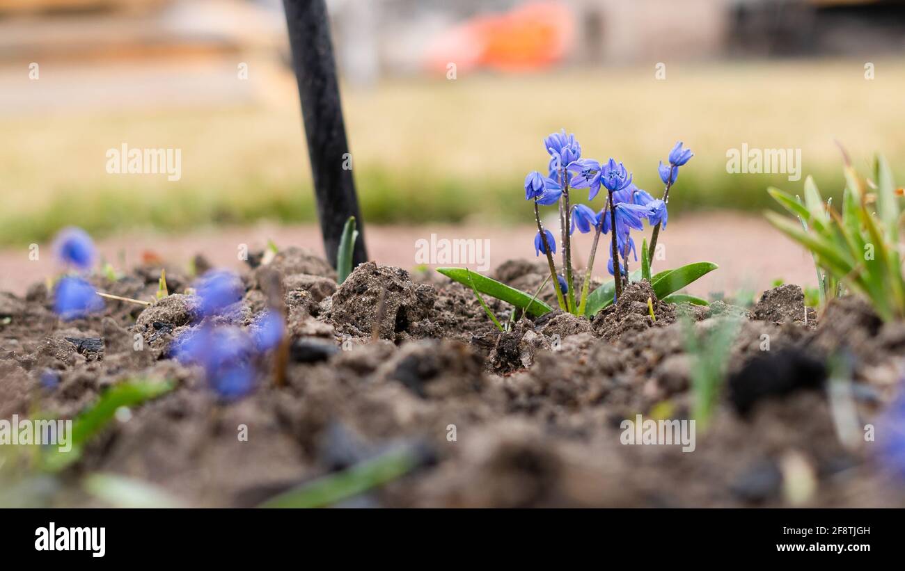bluebell of bright blue color close-up growing in soil Stock Photo - Alamy