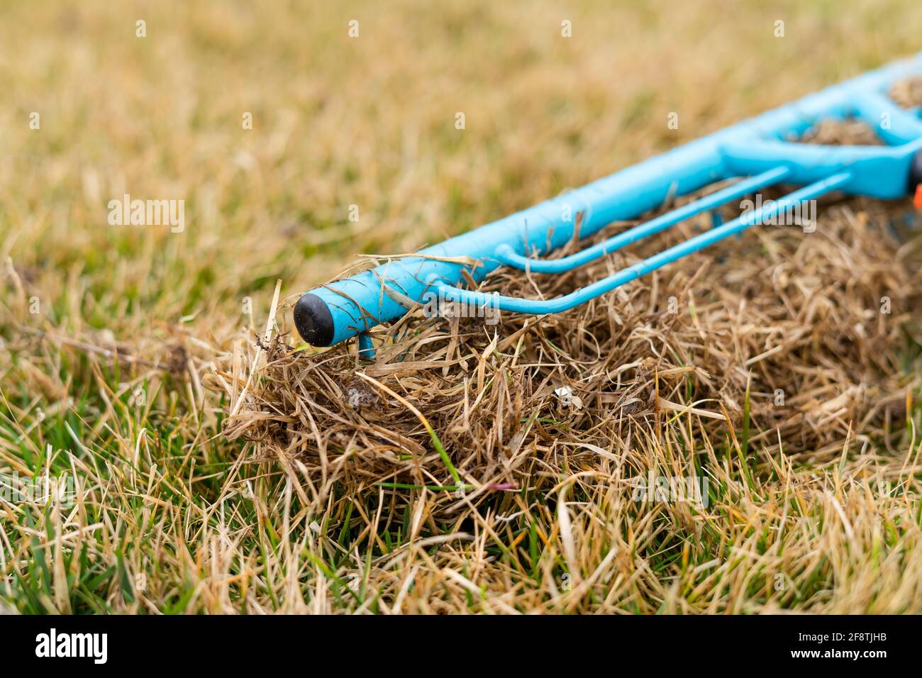 Cleaning the lawn from dry grass after winter with a rake Stock Photo ...