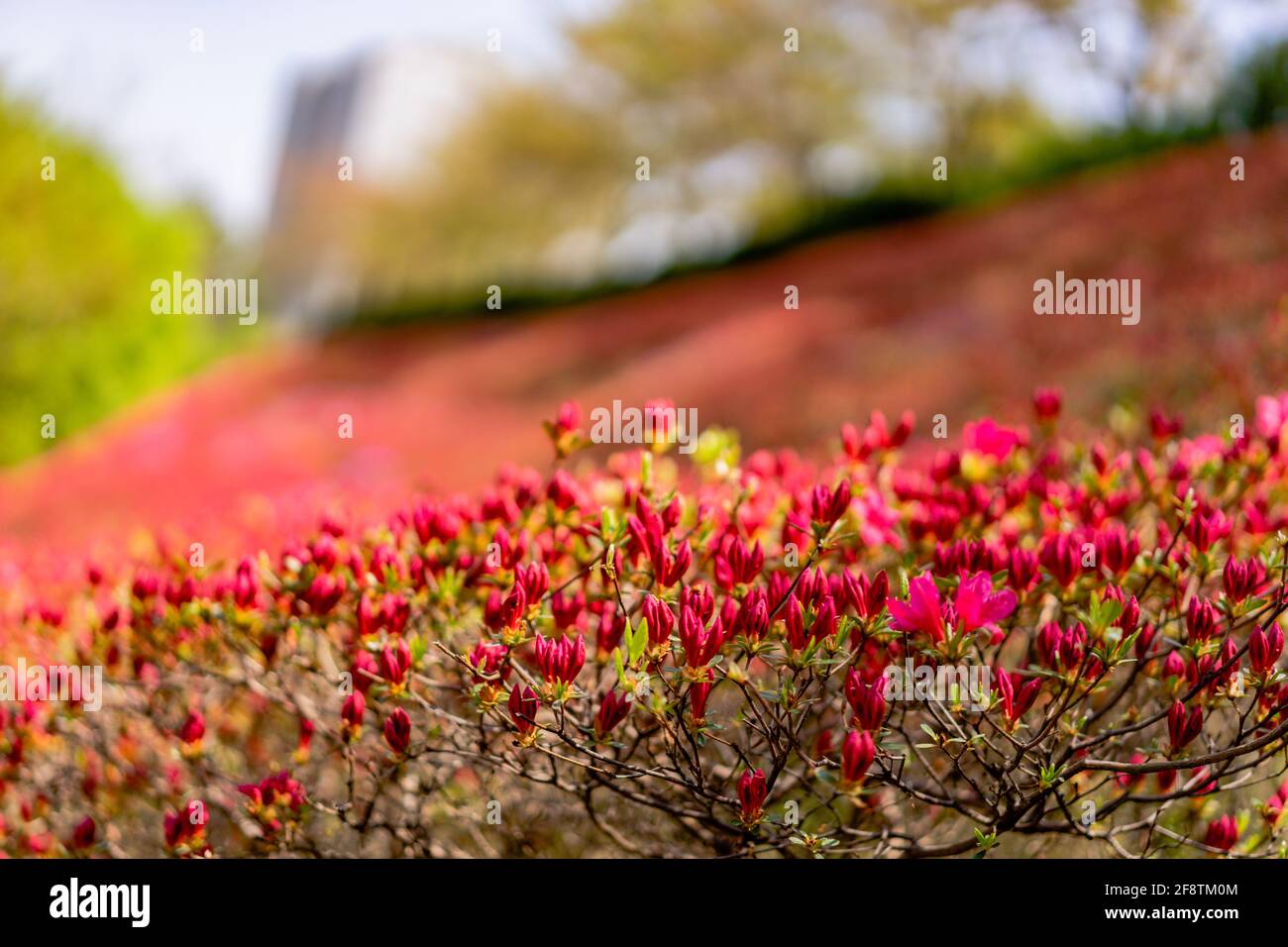 Rhododendron simsii in april, South Korea Stock Photo - Alamy