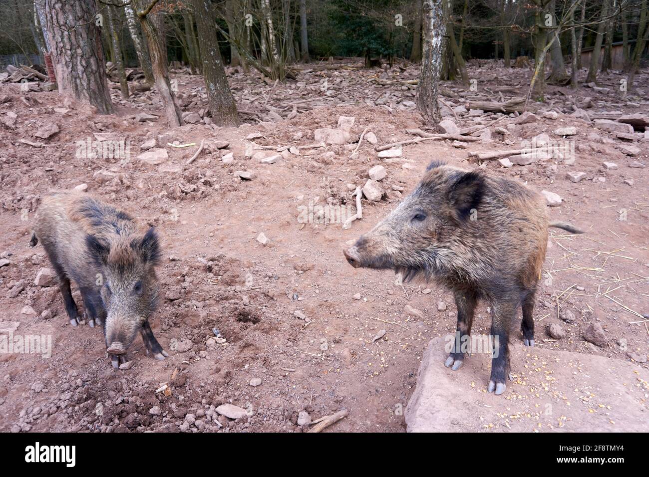 Closeup of pigs face hi-res stock photography and images - Alamy