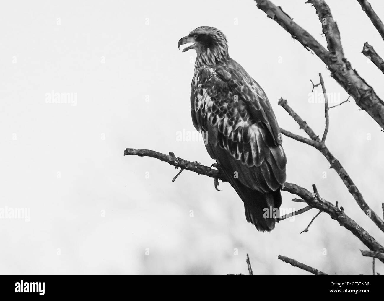 Grayscale shot of an eagle perched on a tree branch Stock Photo - Alamy