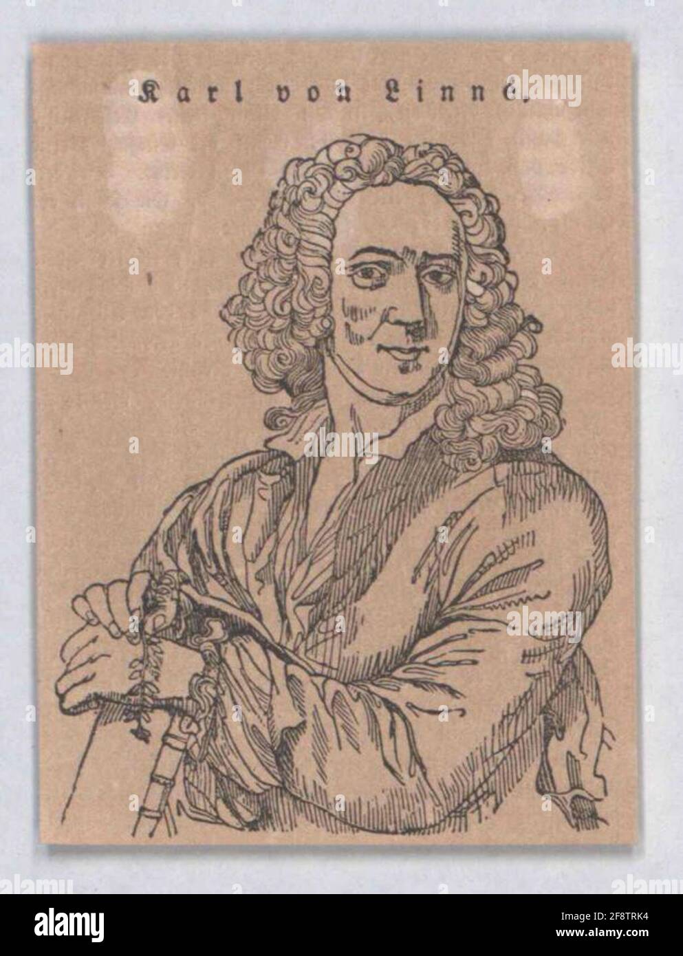 Carl linnaeus plant classification hi-res stock photography and images ...