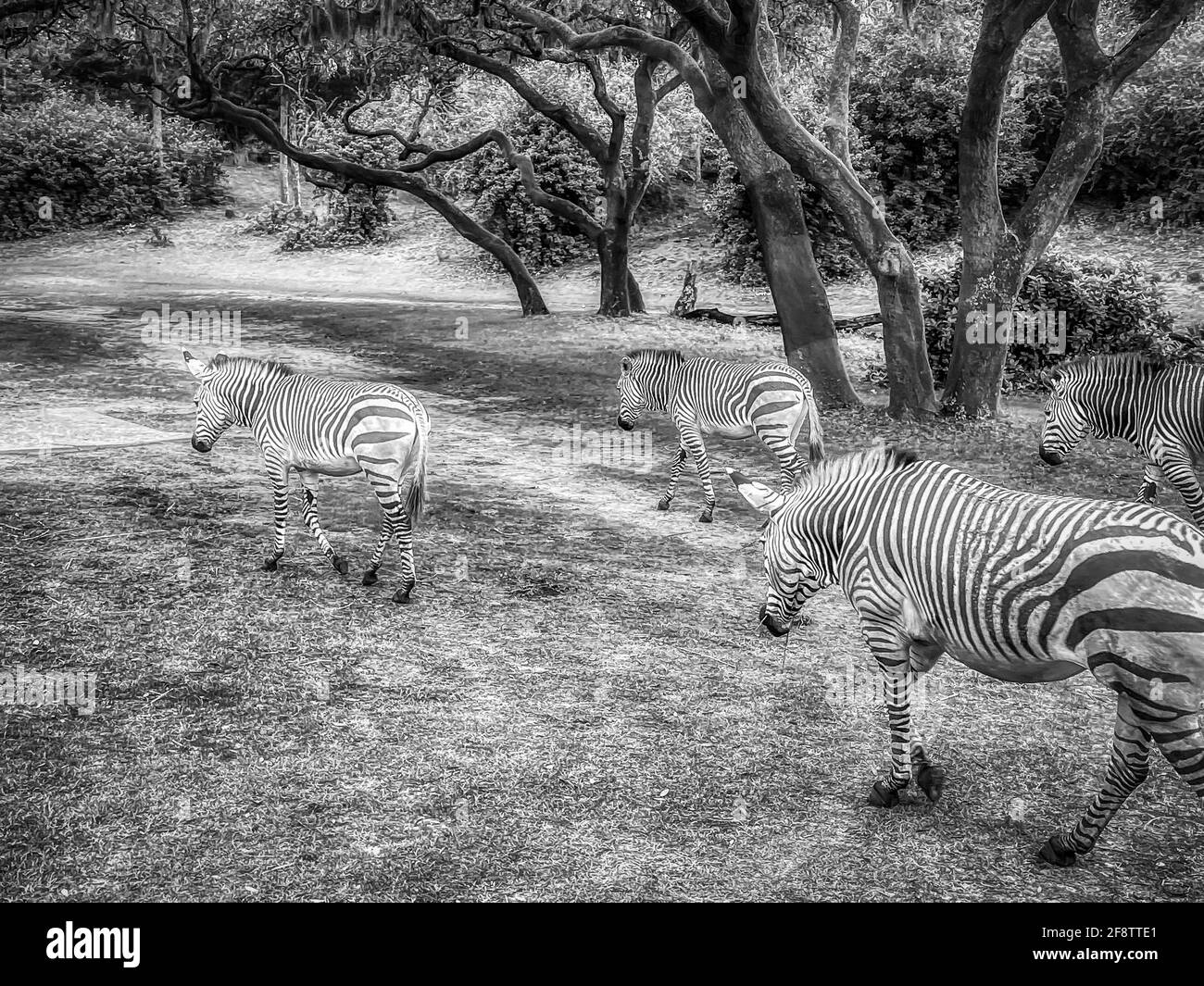 Zebra surrounded by trees hi-res stock photography and images - Alamy