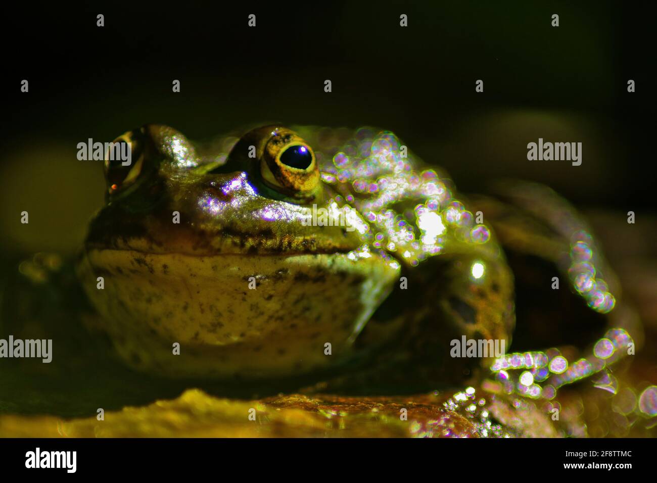 Slimy Frog