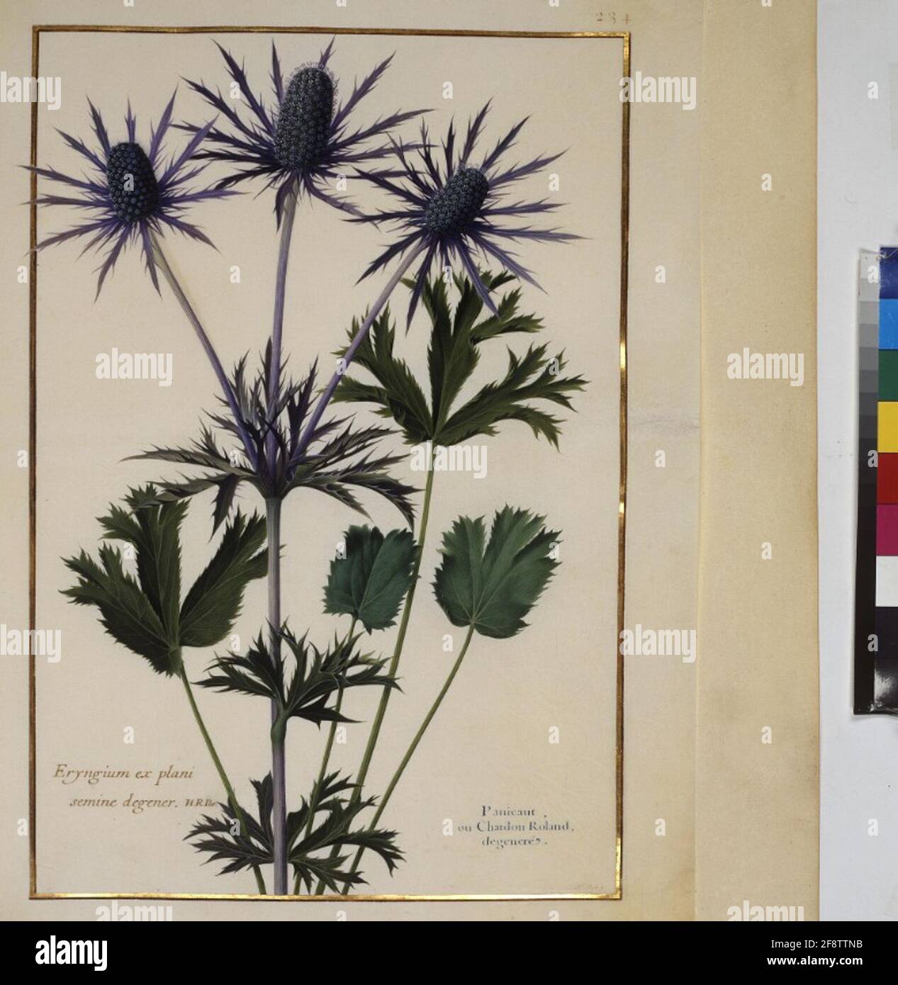 Cod. Min. 53, vol. 5, fol. 234r: Florilegium of Prince Eugene of Savoy ...