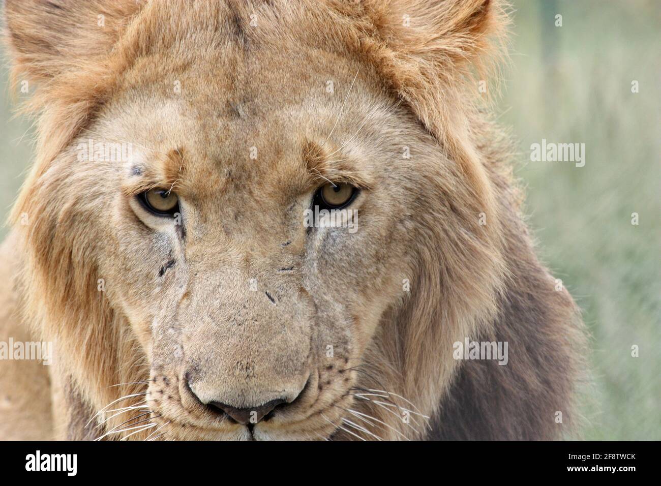 The lion and the antelope hi-res stock photography and images - Alamy