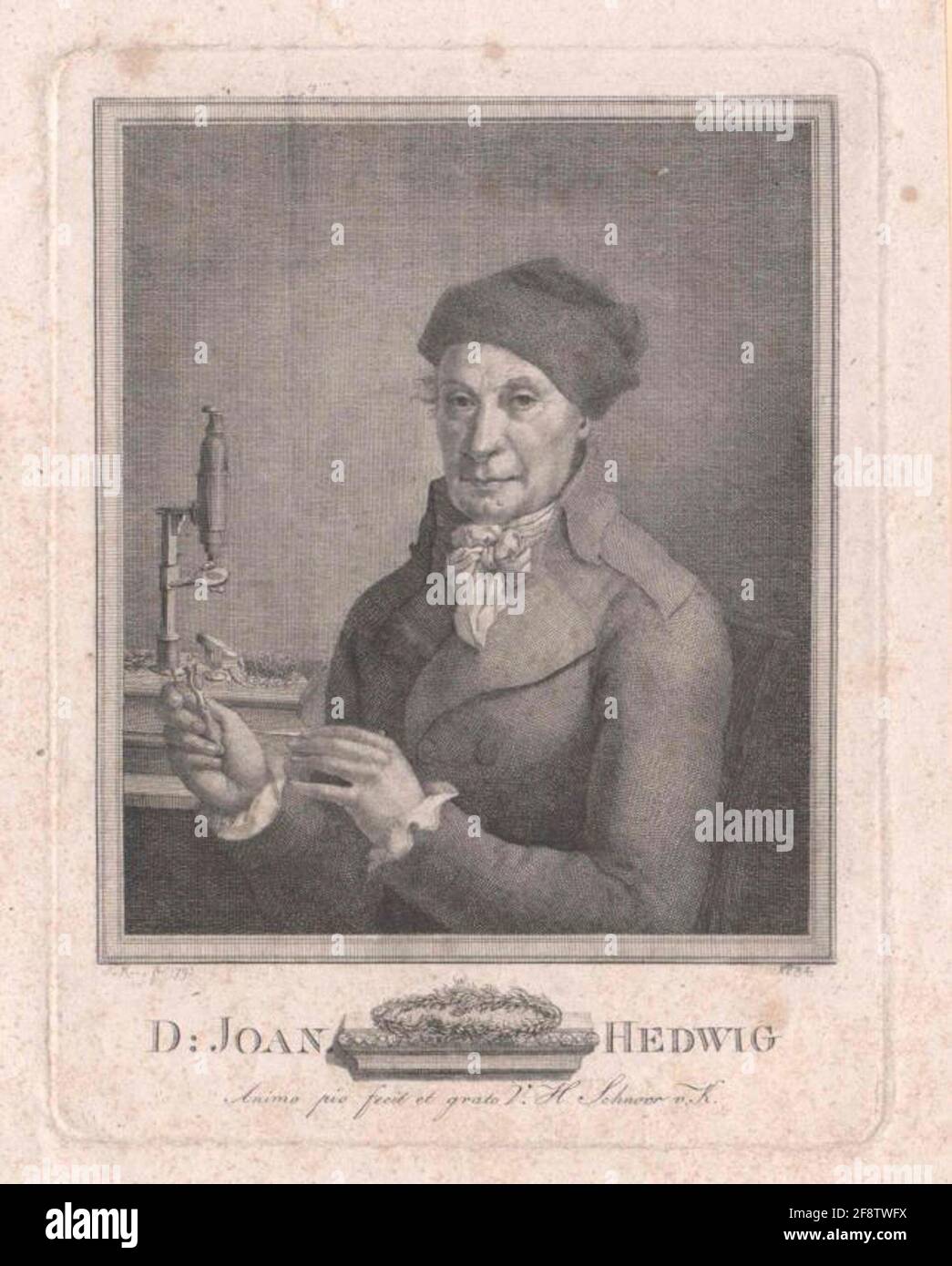 Hedwig hi-res stock photography and images - Alamy