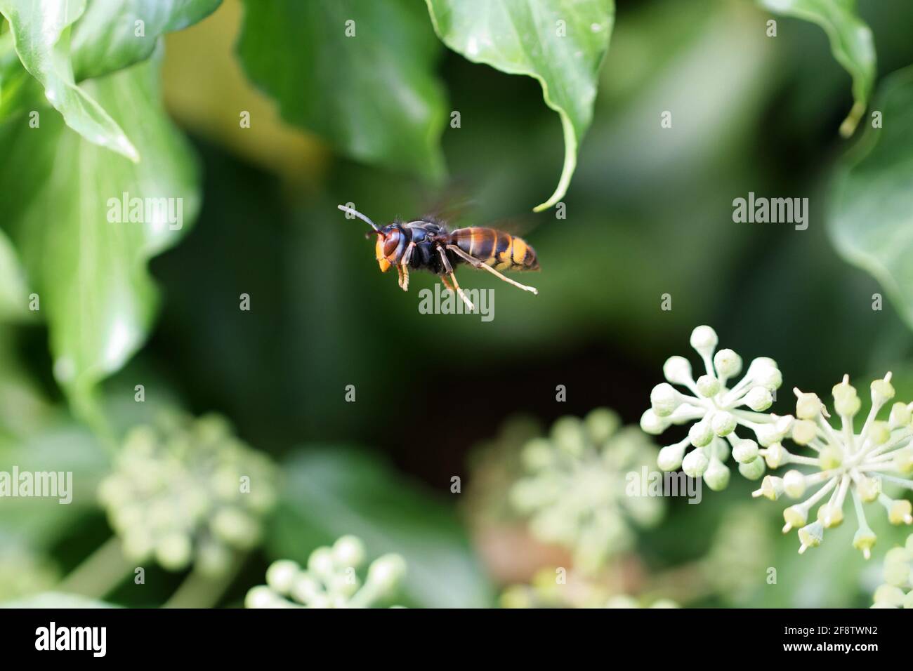 Vespa velutina nigrithorax feeding or flying on ivy Stock Photo - Alamy
