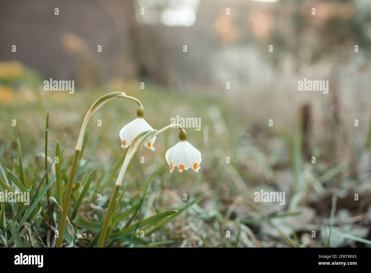 Small Snowdrop in spring season on the green background Stock Photo - Alamy