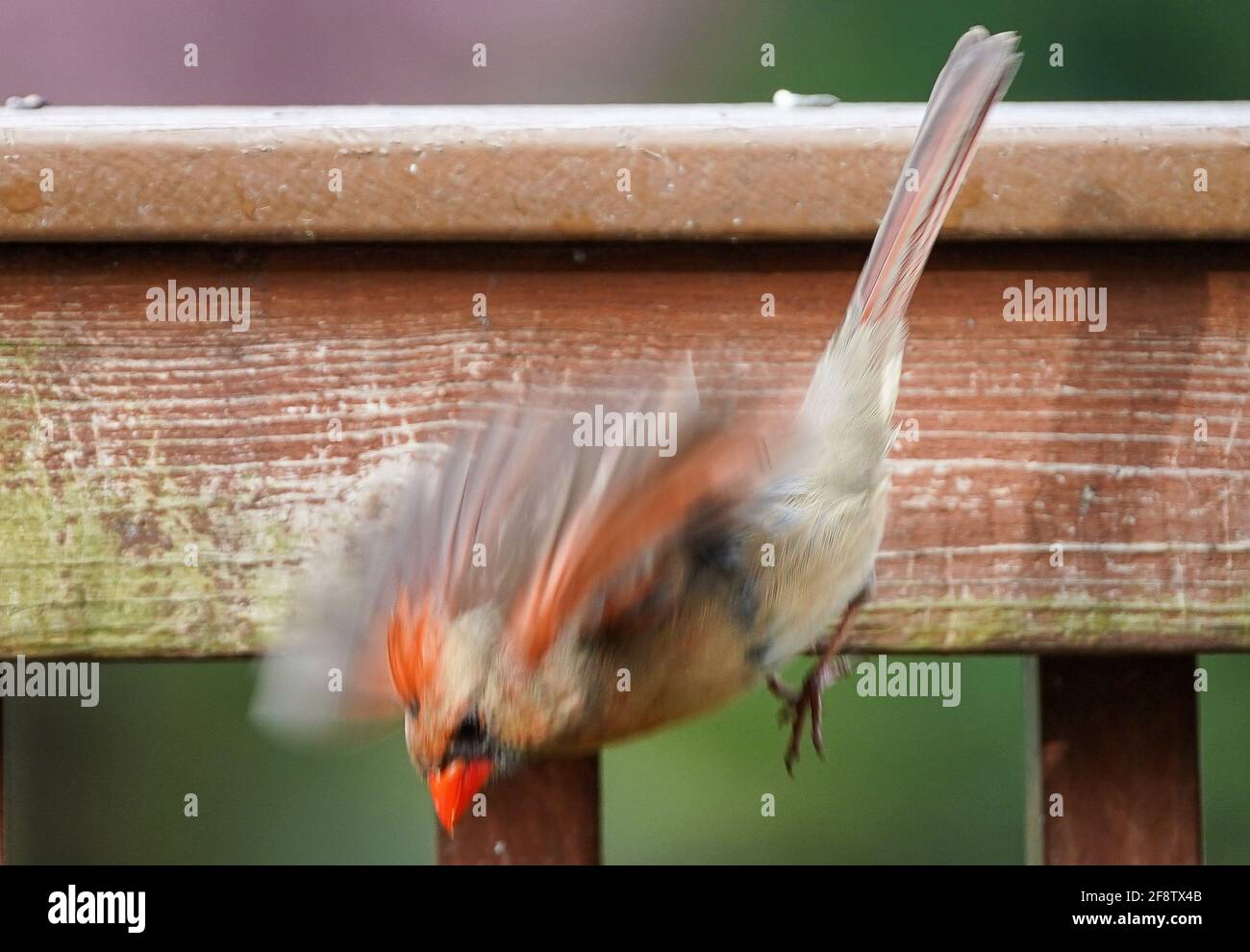 Northern Cardinal dives off the edge of the deck Stock Photo - Alamy