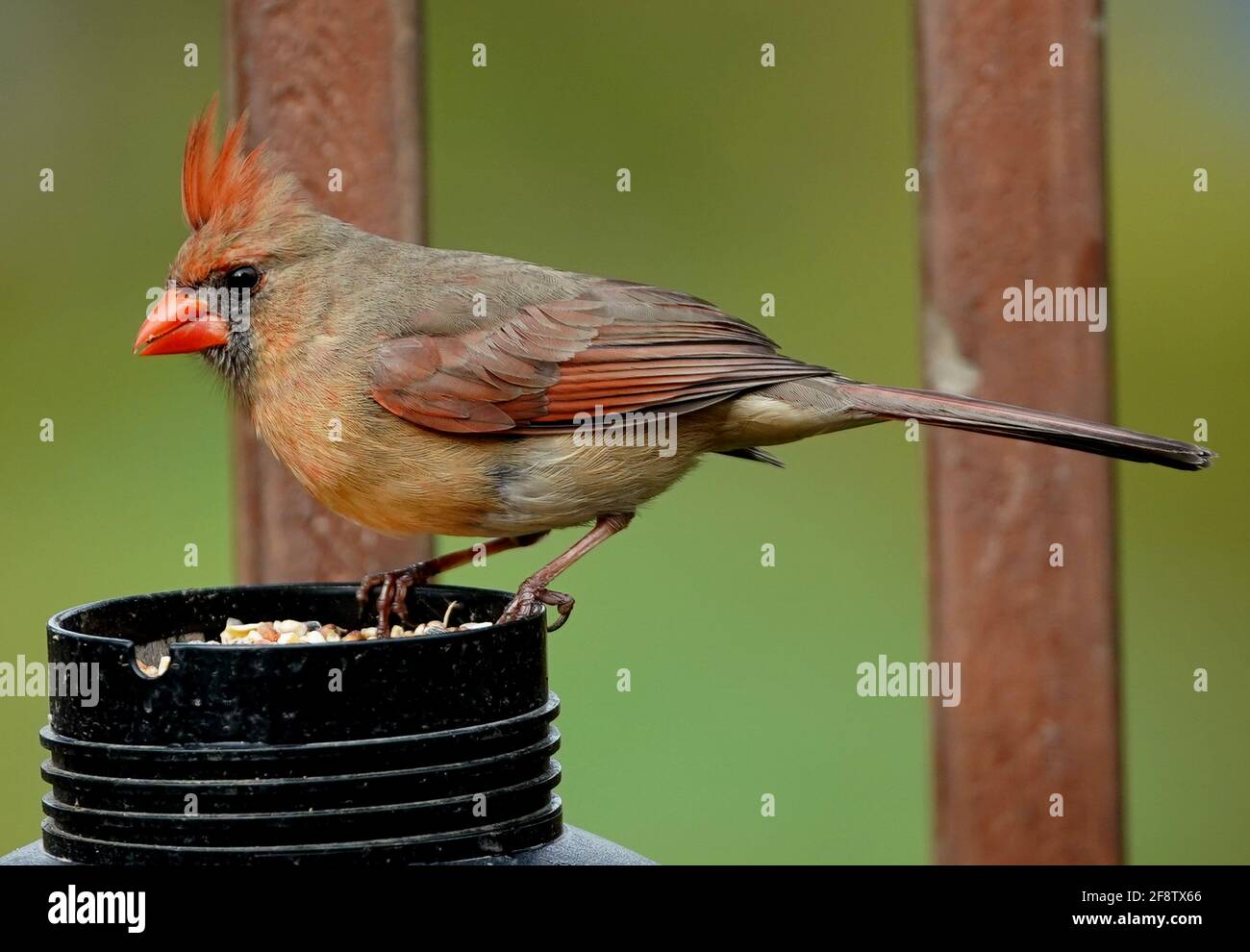 Seed supply hi-res stock photography and images - Alamy