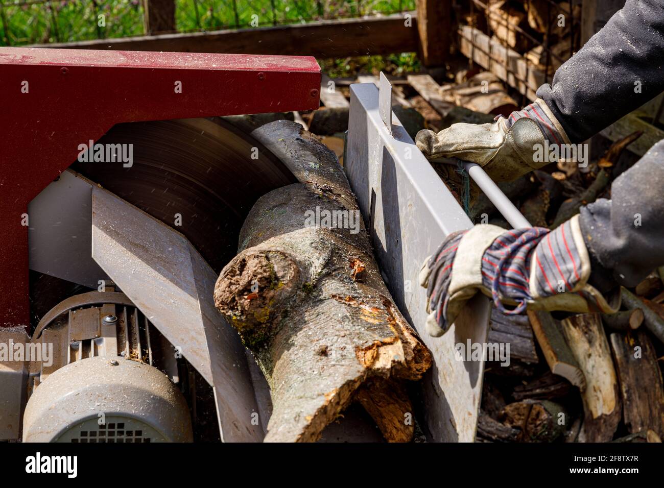 Making of firewood with a saw Stock Photo - Alamy