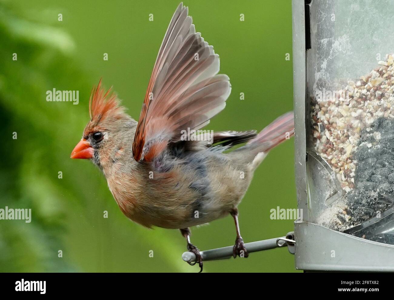 Northern cardinal in flight hi-res stock photography and images - Alamy