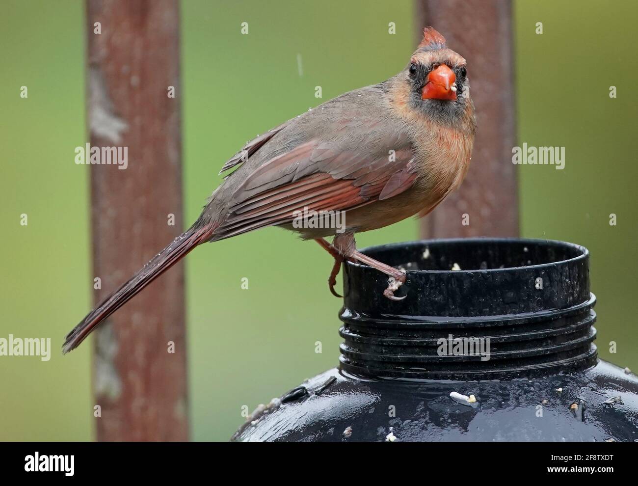Northern cardinal finds a supply of seed Stock Photo - Alamy