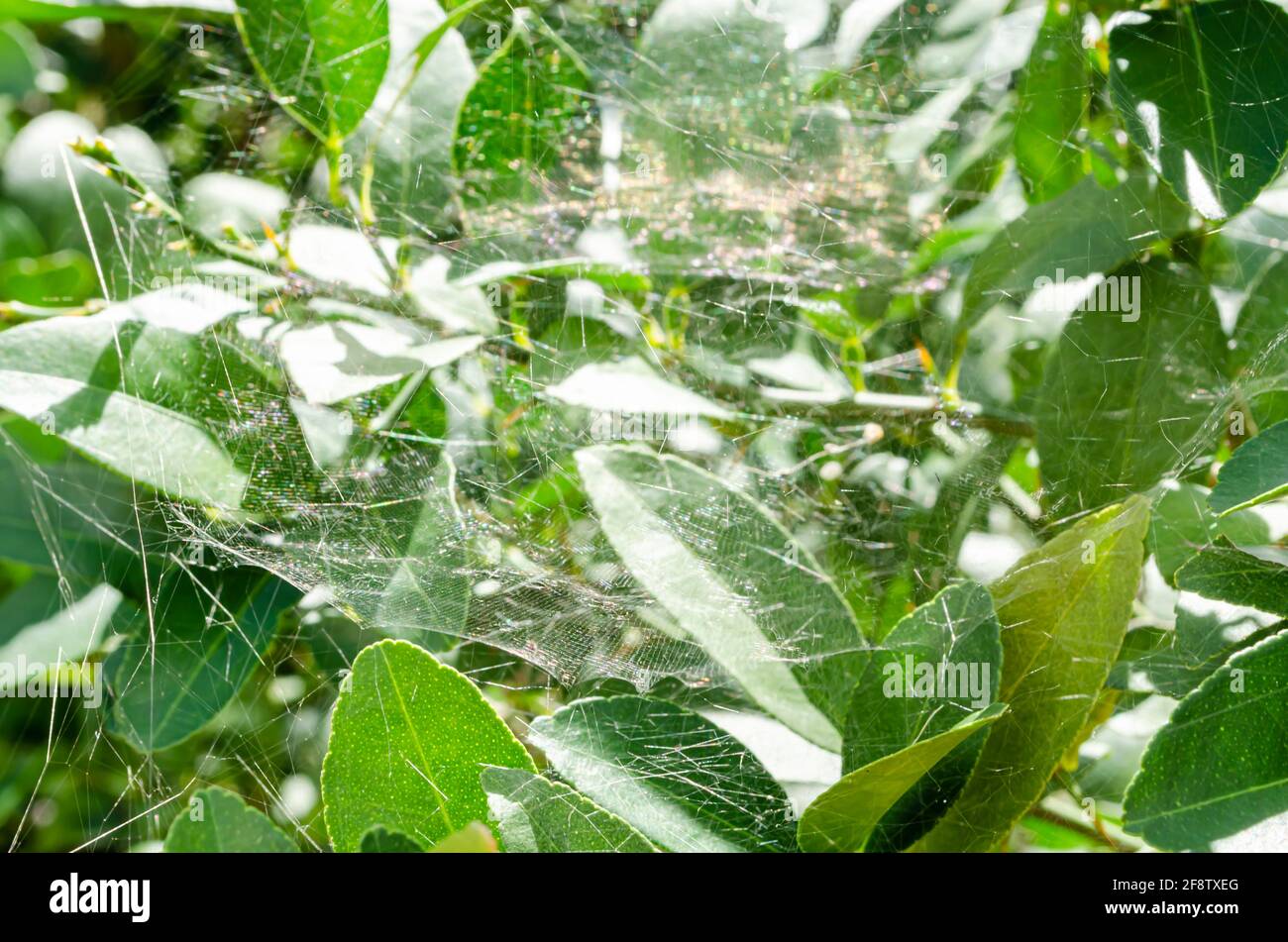 Spiderweb in tree hi-res stock photography and images - Alamy