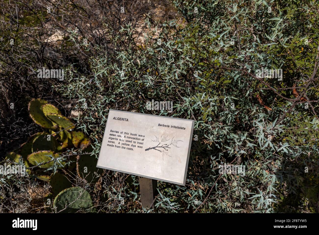 Algerita, Berberis trifoliolata, with interpretive sign in Carlsbad ...
