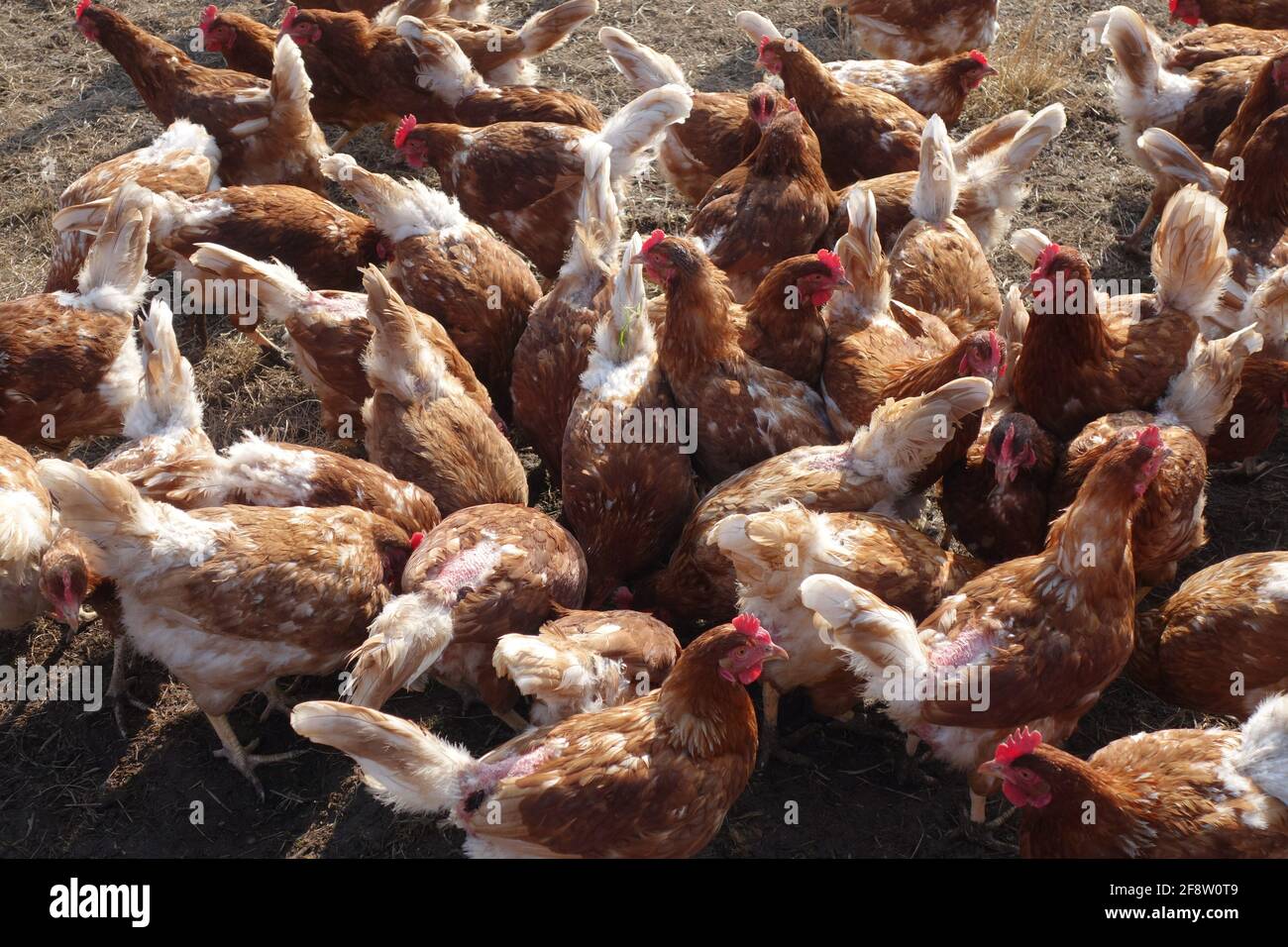 Loman hi-res stock photography and images - Alamy