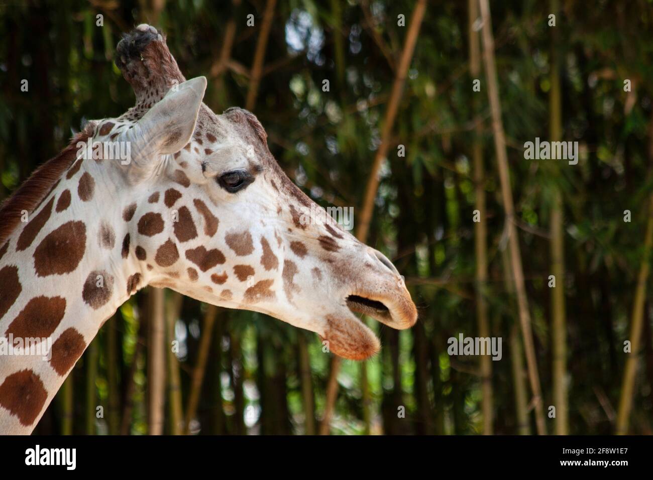 Giraffe face in close up profile viewpoint Stock Photo - Alamy