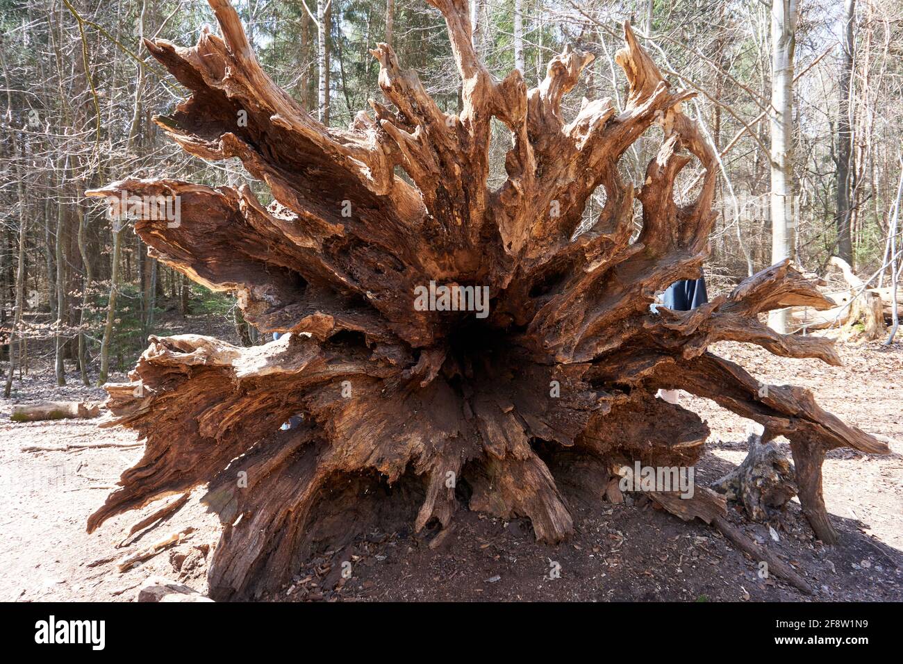 Closeup shot of driftwood tree stump Stock Photo - Alamy