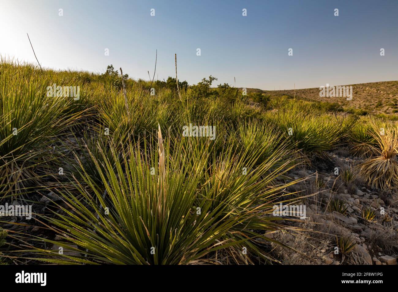 Green Sotol, Dasylirion leiophyllum,along Walnut Canyon Desert Drive in ...