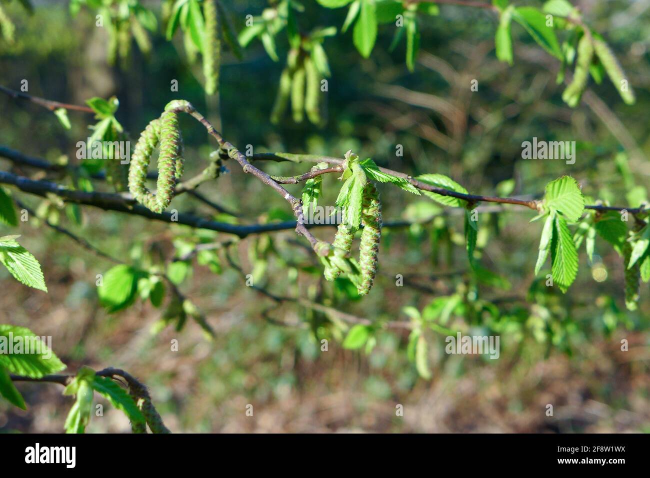 Closeup of a birch tree branch with leaves and seeds during daylight ...