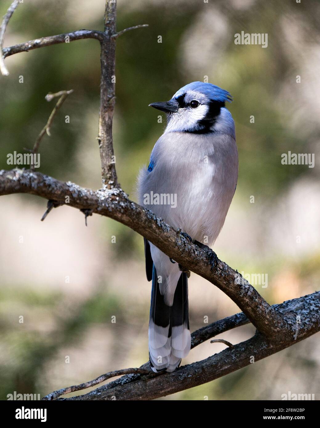 Blue Jay bird close-up profile view, perched with a blur background ...