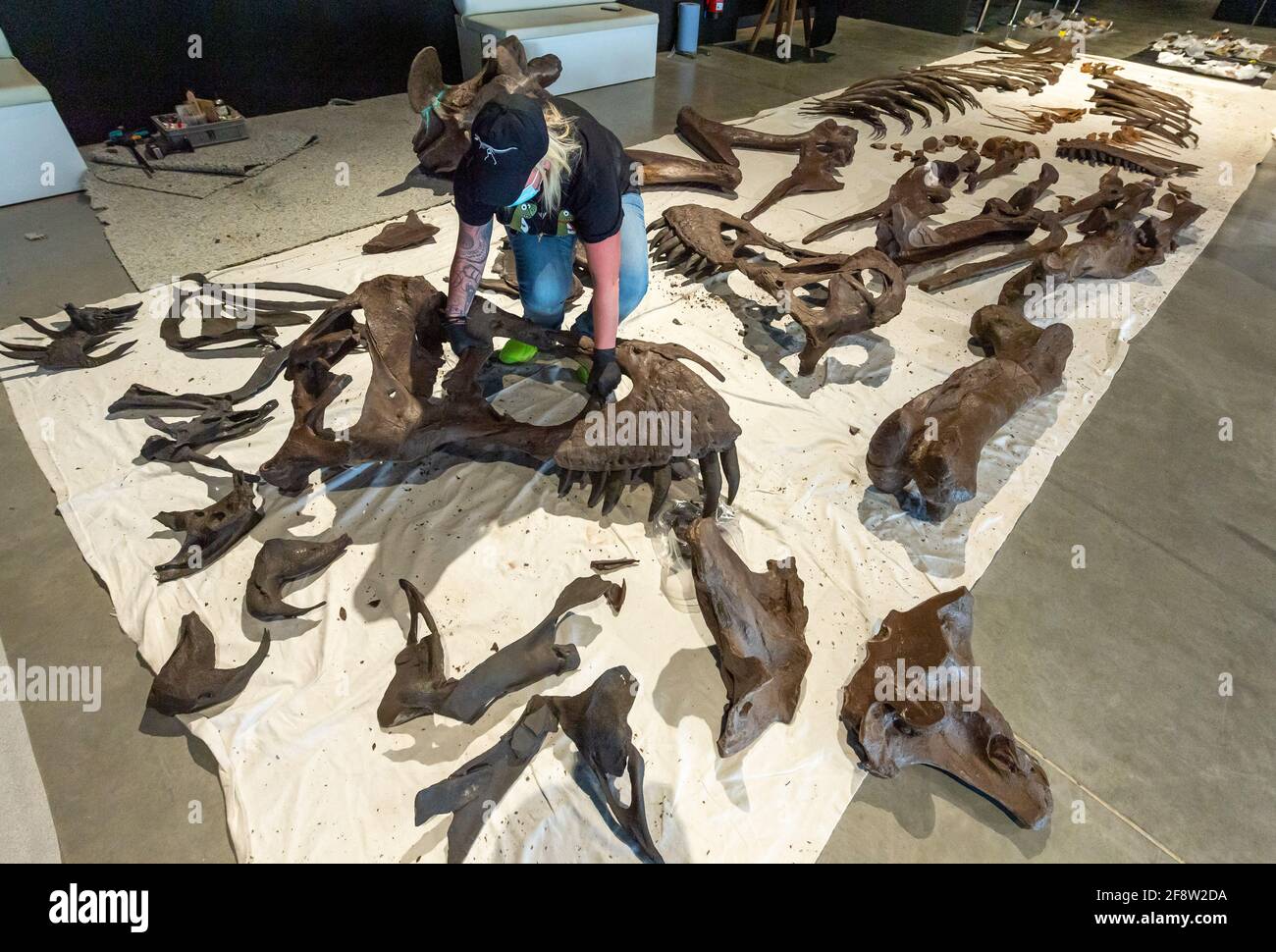 Denkendorf, Germany. 15th Apr, 2021. Employees of the Dinosaur Museum ...