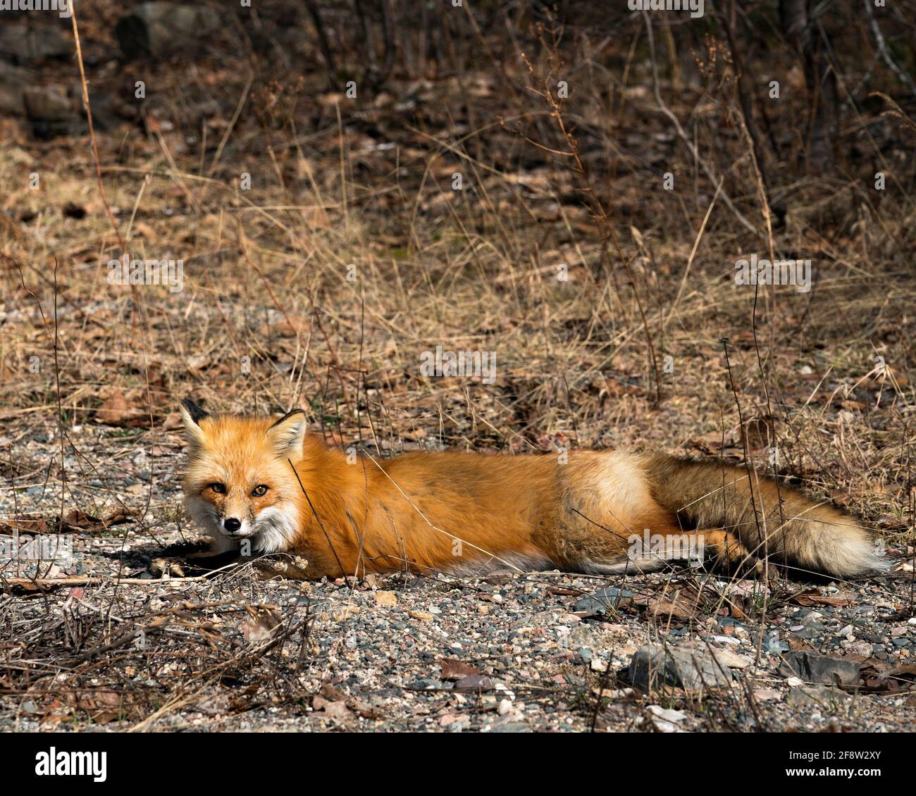 Red Fox close-up resting looking at camera in the spring season with ...