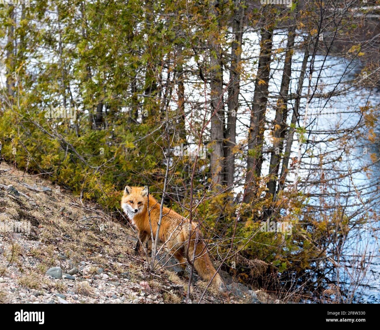 Red Fox close-up profile view by the water in the spring season with ...