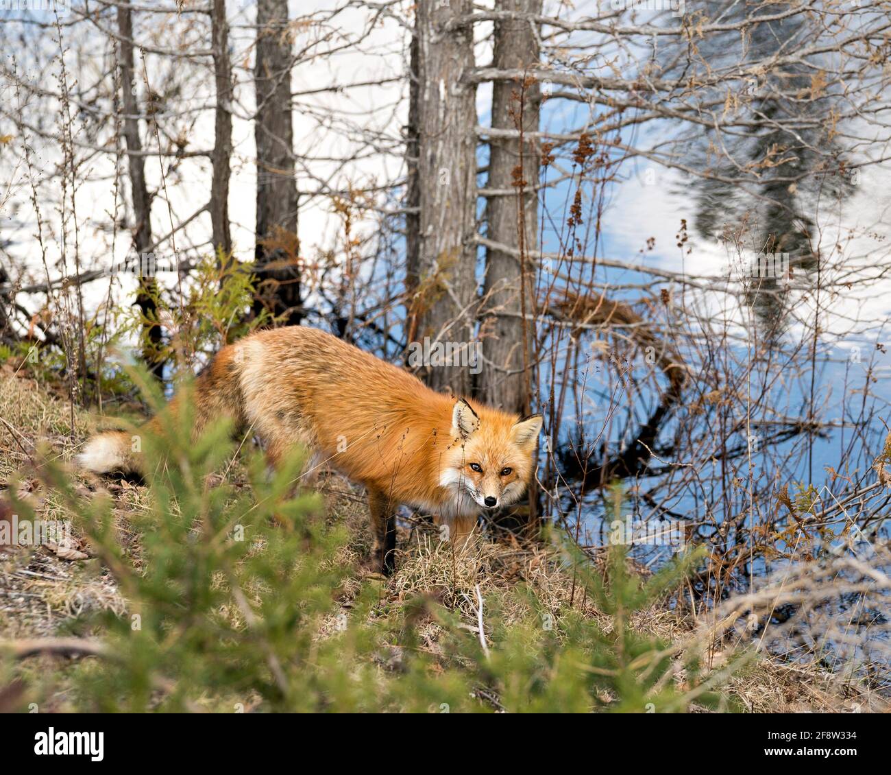 Red Fox close-up profile view by the water in the spring season with ...