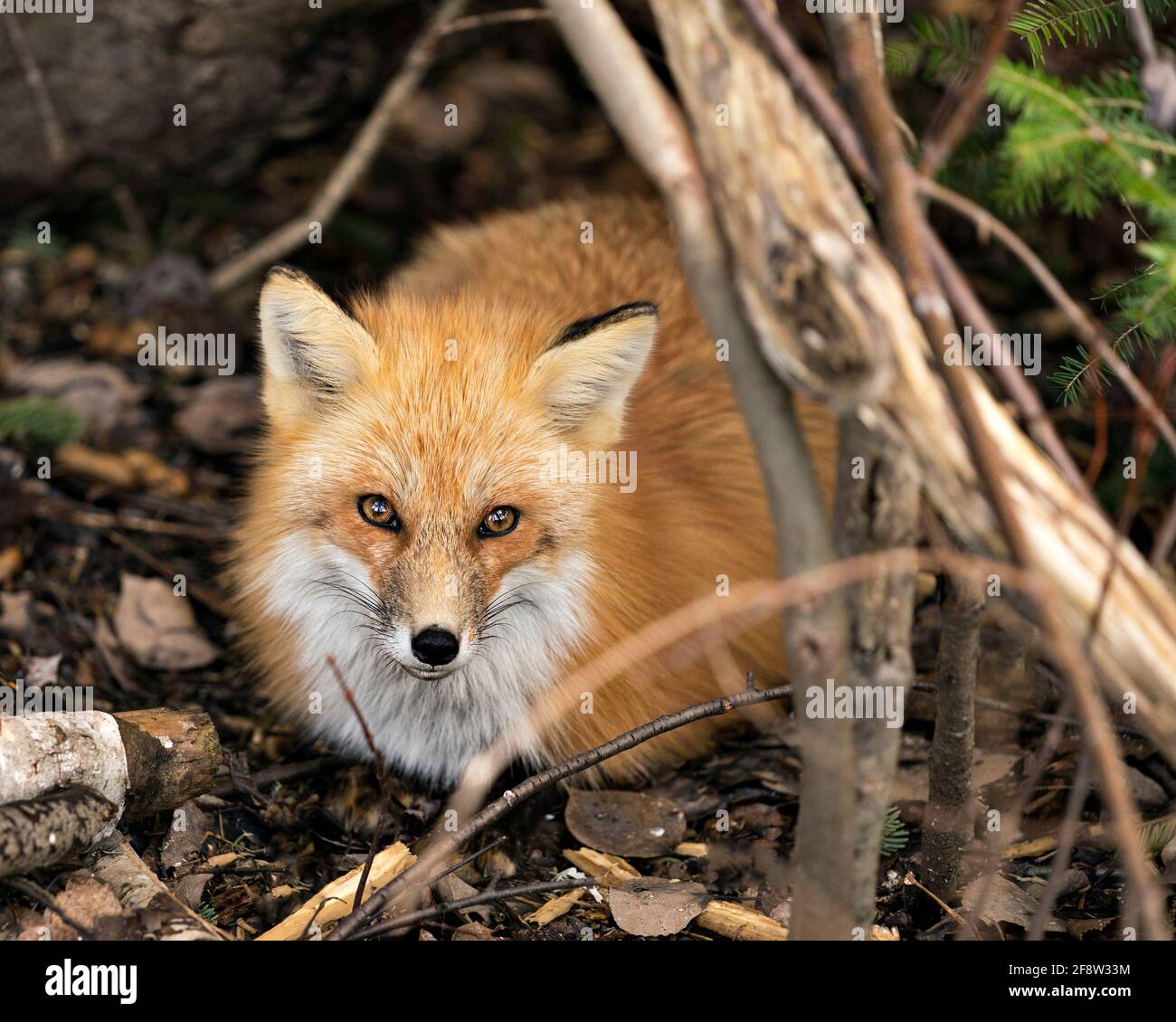 Red Fox close-up head shot and looking at camera in the spring season ...