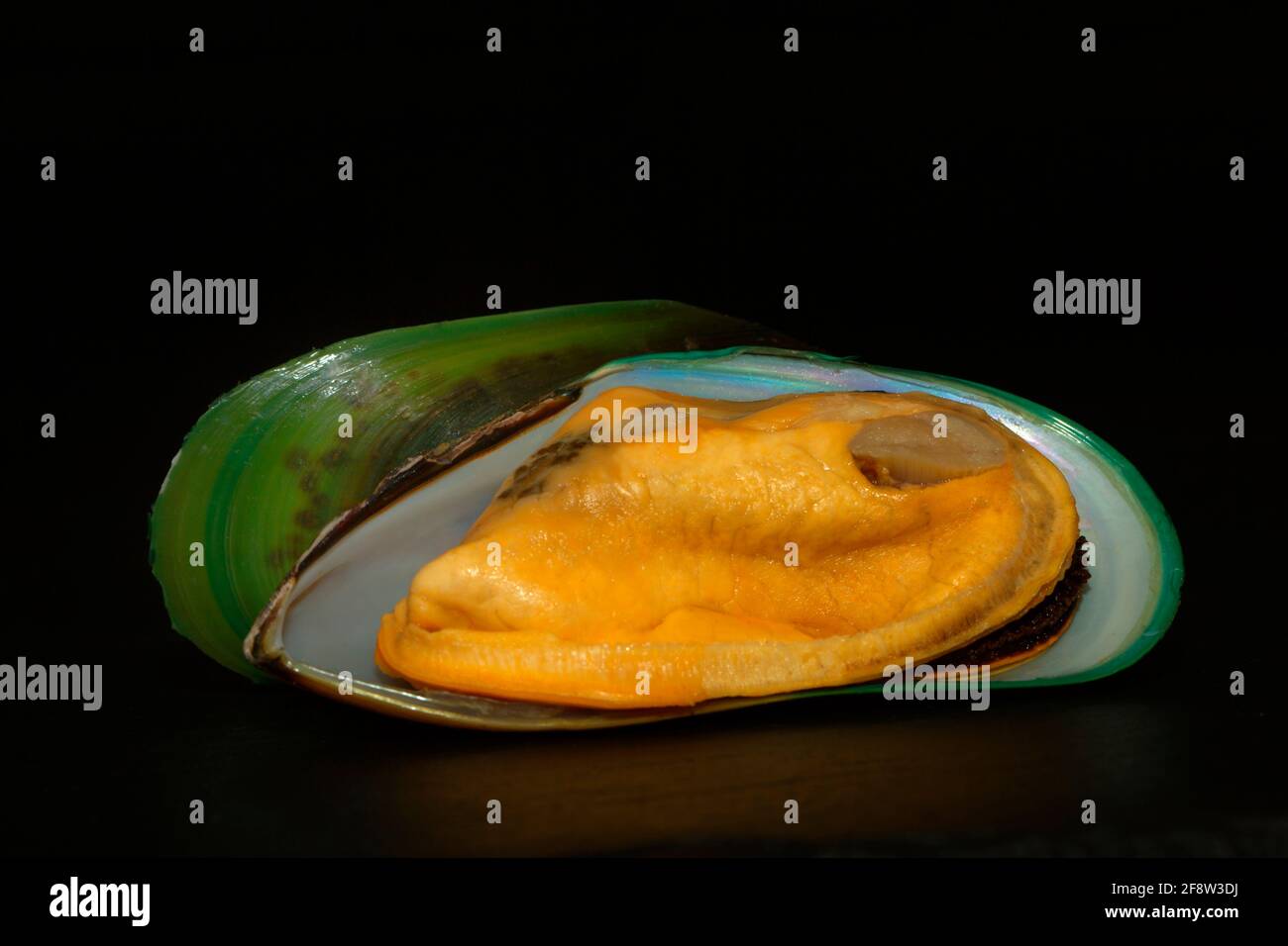 Perna canaliculus, the New Zealand green-lipped mussel Stock Photo - Alamy