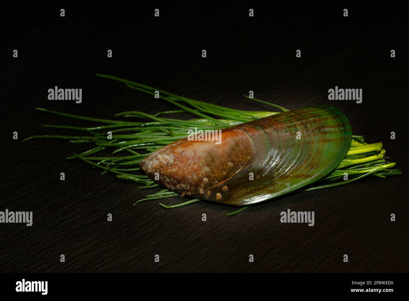 Perna canaliculus, the New Zealand green-lipped mussel Stock Photo - Alamy