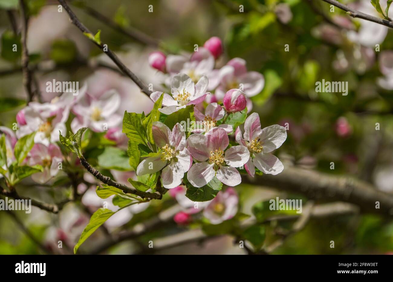 Apple blossom, flowering, Malaga, Spain Stock Photo - Alamy