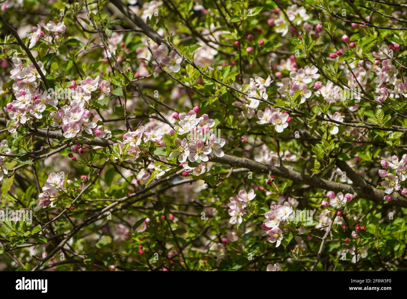 Apple blossom, flowering, Malaga, Spain Stock Photo - Alamy