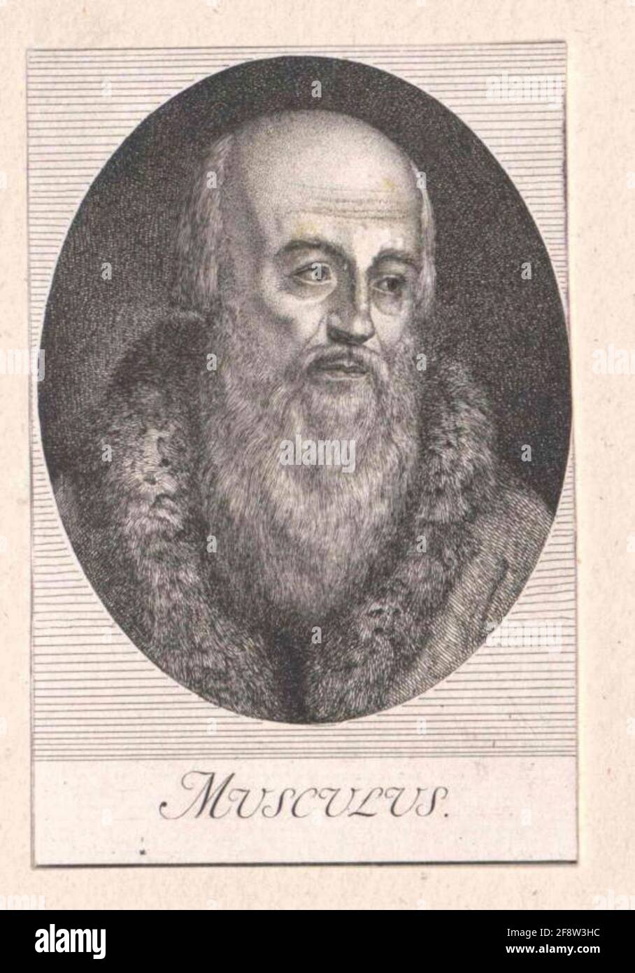 Wolfgang musculus hi-res stock photography and images - Alamy
