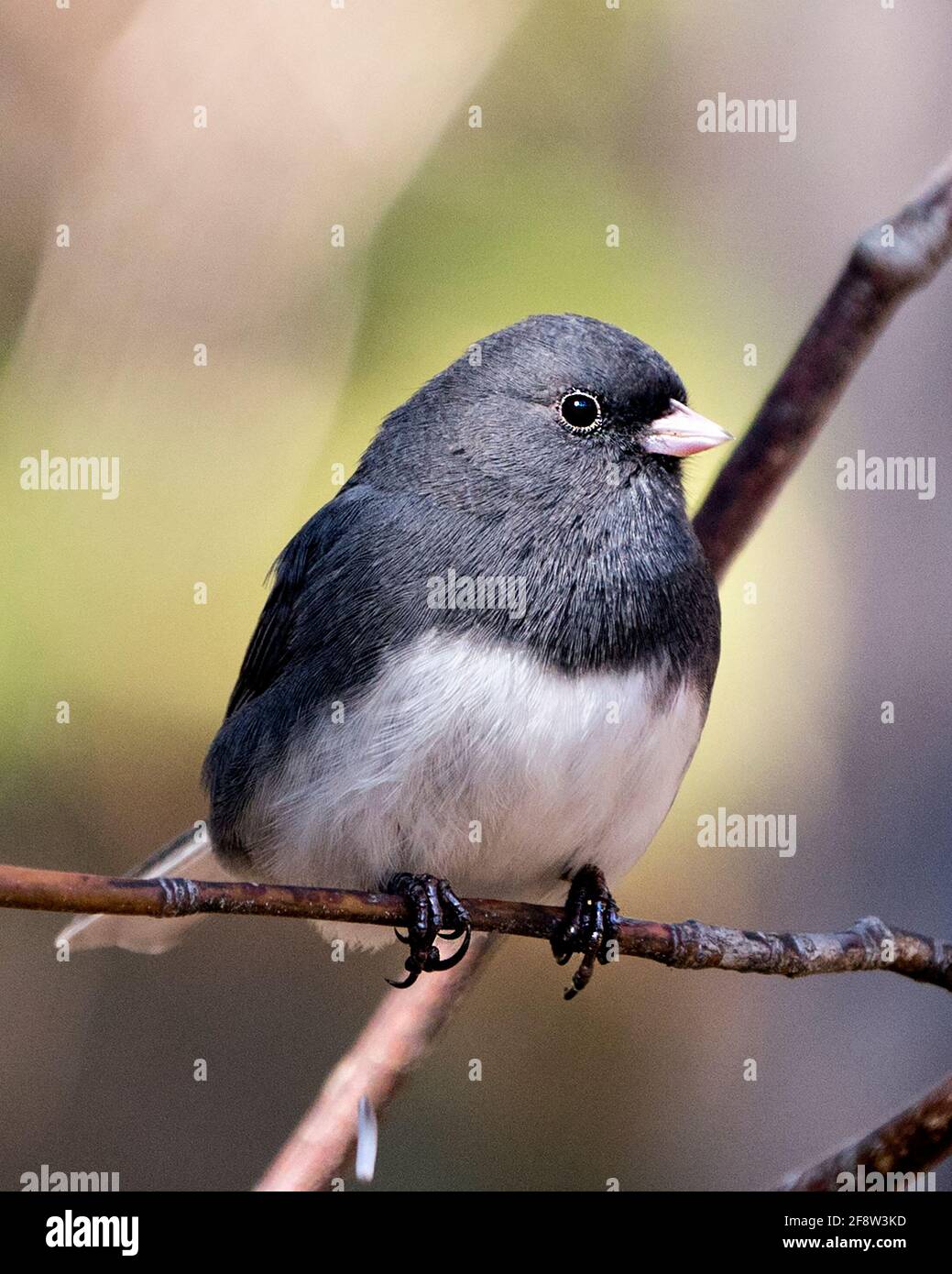 Junco bird perched on a branch displaying grey feather plumage, head ...