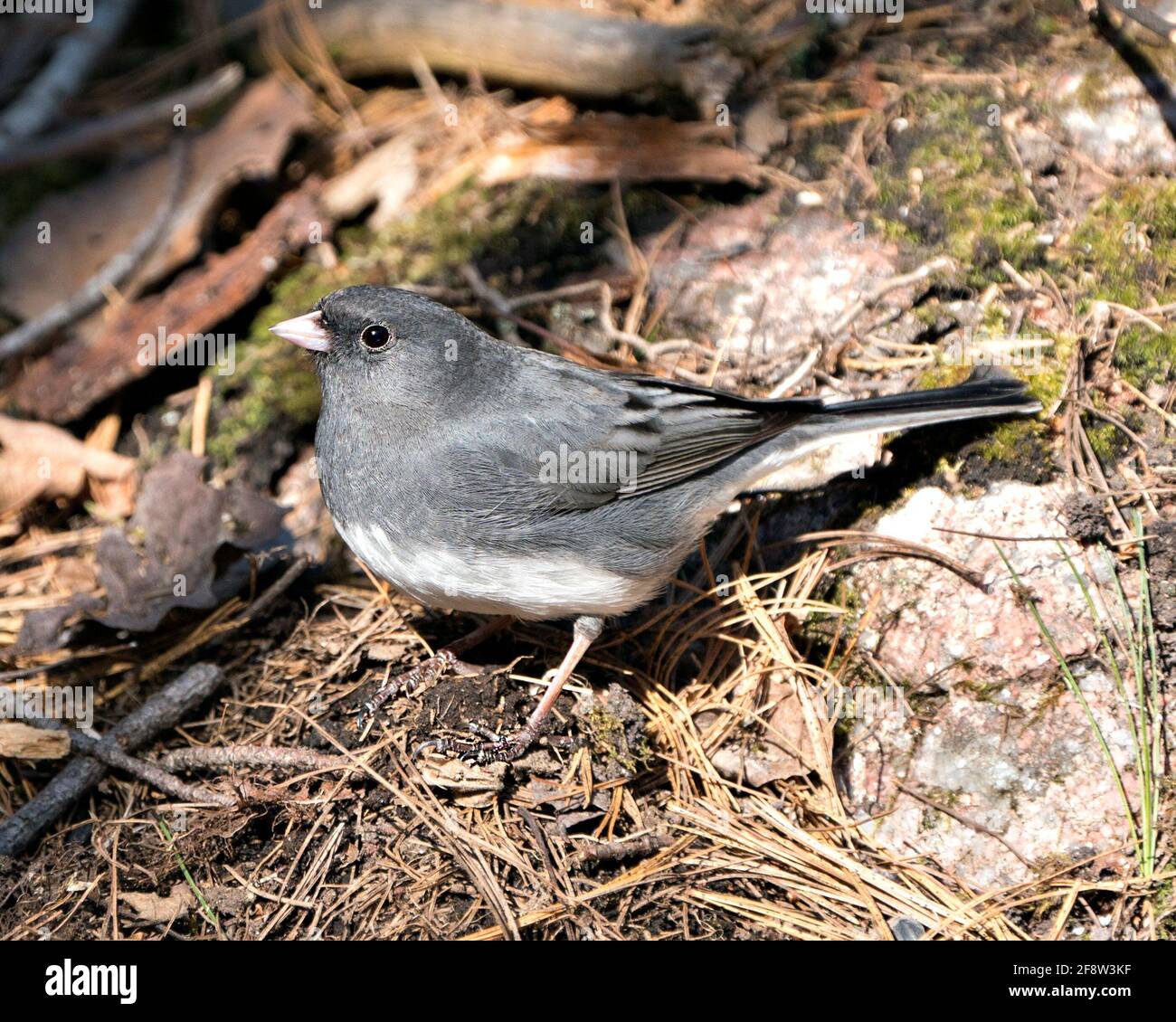 Dark eyed junco bird photo and image hi-res stock photography and ...