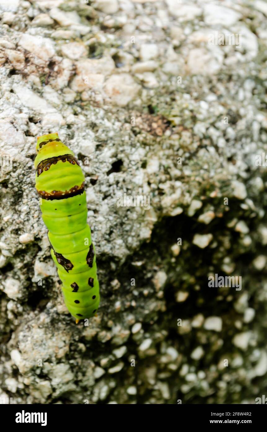 Butterfly larva hi-res stock photography and images - Alamy